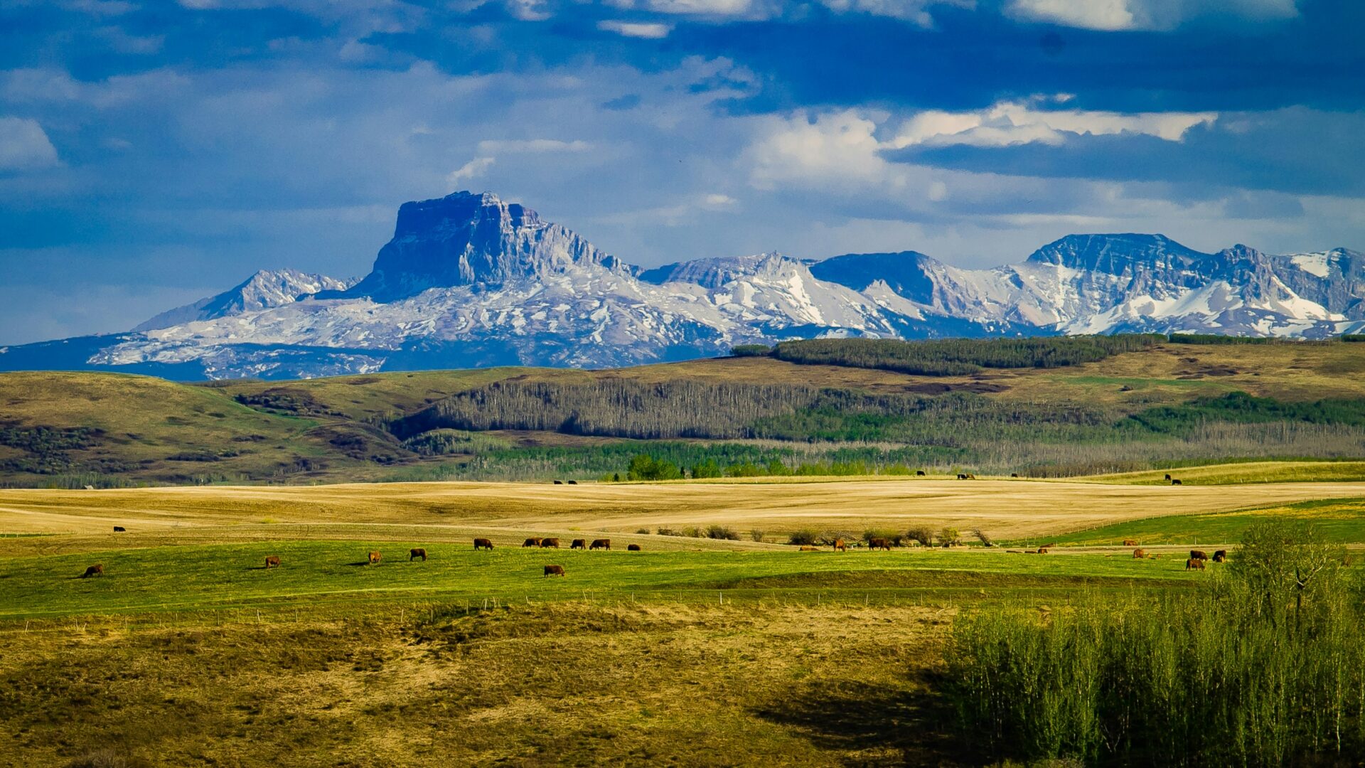 Our Story - Blackfoot Confederacy